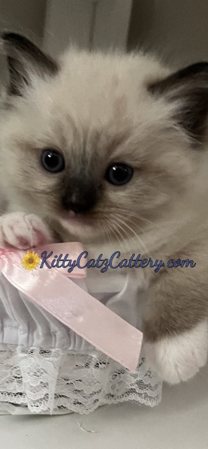 Available Ragdoll Kittens South Carolina - KittyCatz Ragdoll Cattery