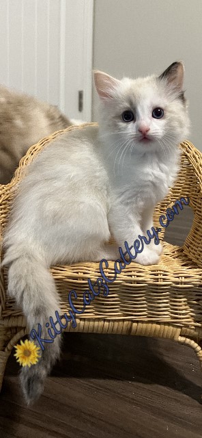 Available Ragdoll Kittens South Carolina - KittyCatz Ragdoll Cattery