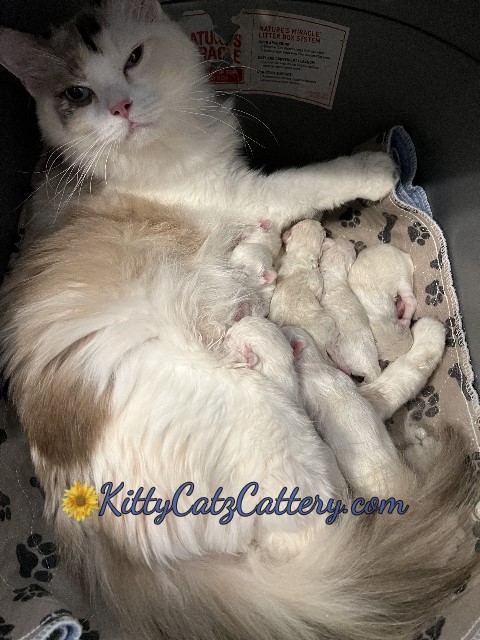 Available Ragdoll Kittens South Carolina - KittyCatz Ragdoll Cattery