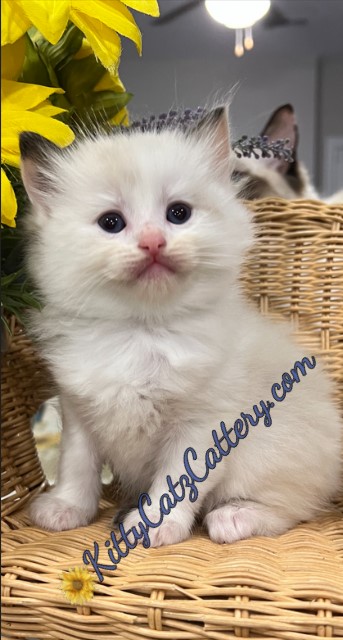 Available Ragdoll Kittens South Carolina - KittyCatz Ragdoll Cattery