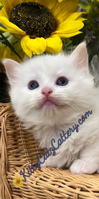 Available Ragdoll Kittens South Carolina - KittyCatz Ragdoll Cattery