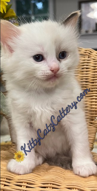 Available Ragdoll Kittens South Carolina - KittyCatz Ragdoll Cattery