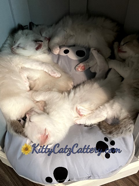Available Ragdoll Kittens South Carolina - KittyCatz Ragdoll Cattery