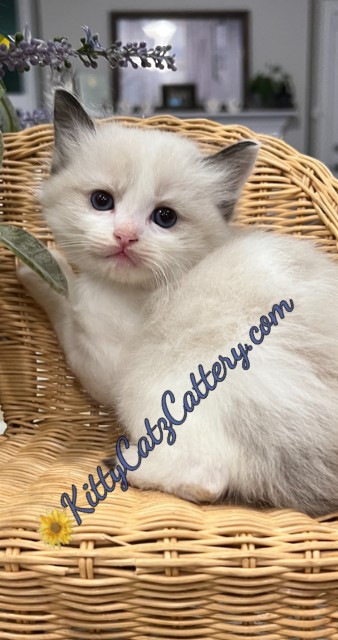 Available Ragdoll Kittens South Carolina - KittyCatz Ragdoll Cattery
