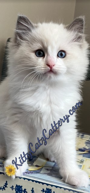 Available Ragdoll Kittens South Carolina - KittyCatz Ragdoll Cattery